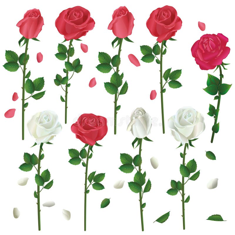 Dessin De Deux Fleurs De Rose De Rouge Illustration Stock ...