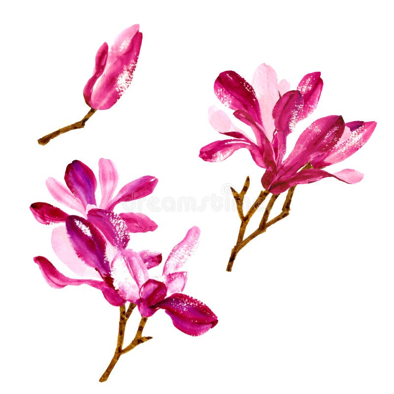 Ensemble De Fleurs Rouges De Magnolia D'aquarelle Illustration de ...