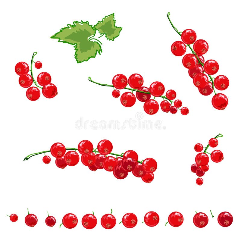 Pot De Confiture De Groseille Rouge Illustration de Vecteur ...