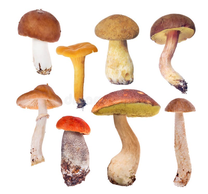 Ensemble De Huit Champignons Comestibles Sur Le Blanc Image stock ...