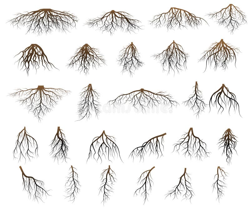 Ensemble De Racines D'arbre Illustration de Vecteur - Illustration du ...