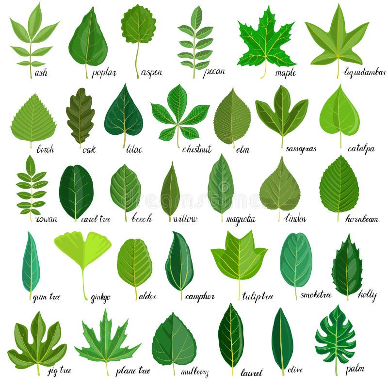 Ensemble De Vecteur De Feuilles Darbre Illustration De Vecteur