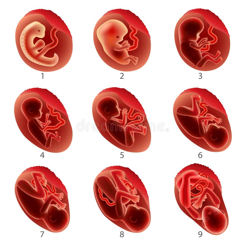 Ensemble Vectoriel D'icônes De Grossesse Humaine Illustration de ...