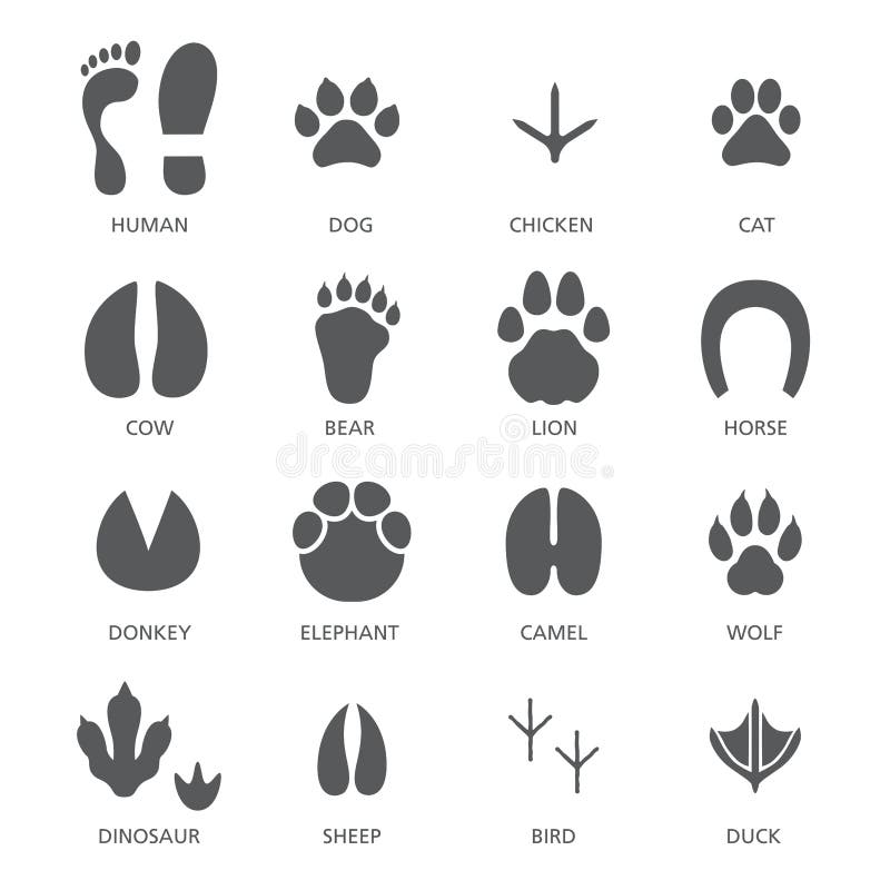 Ensemble Vectoriel De L'empreinte De Différents Animaux Et Illustration ...