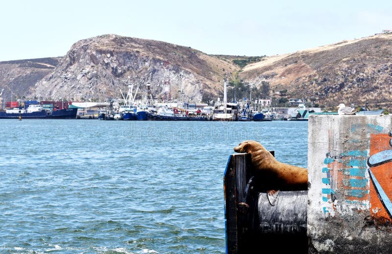 Ensenada editorial photography. Image of beach, sorts - 92496207