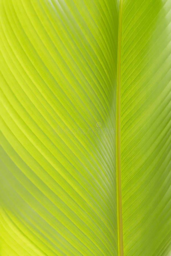Ensete Lasiocarpum Close Up, Front Side of Leaf Stock Image - Image of ...