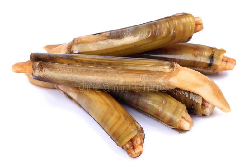 Ensis siliqua or Razor stock photo. Image of mollusk - 144273020