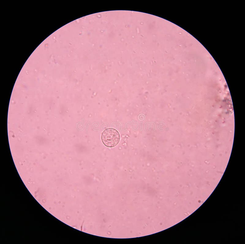Entamoeba Coli Trofozoito