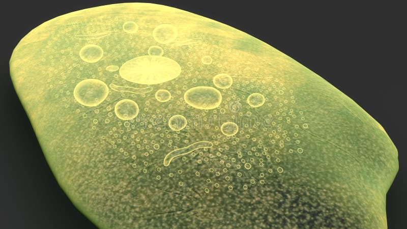 Entamoeba parasite illustration stock. Illustration du maladie - 84224049