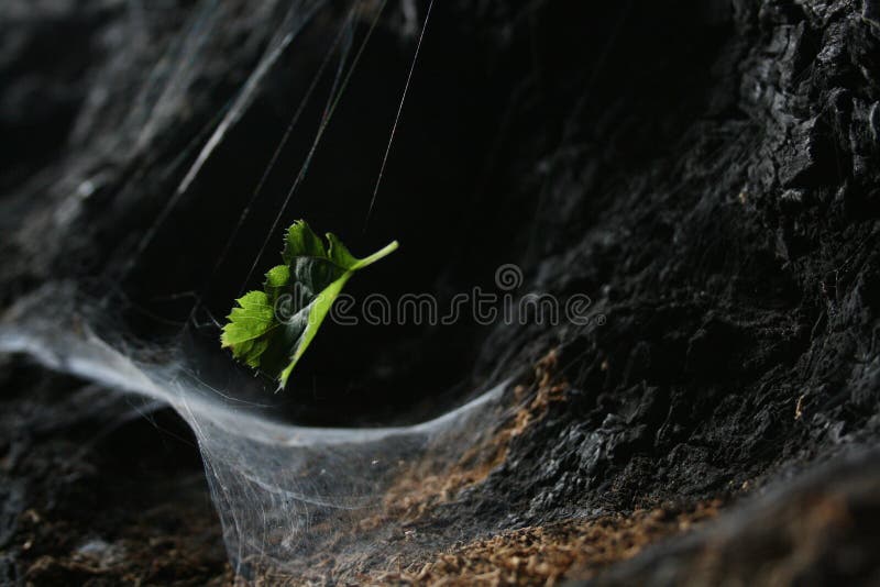 Entangled stock photo. Image of light, tree, nature, still - 11555054