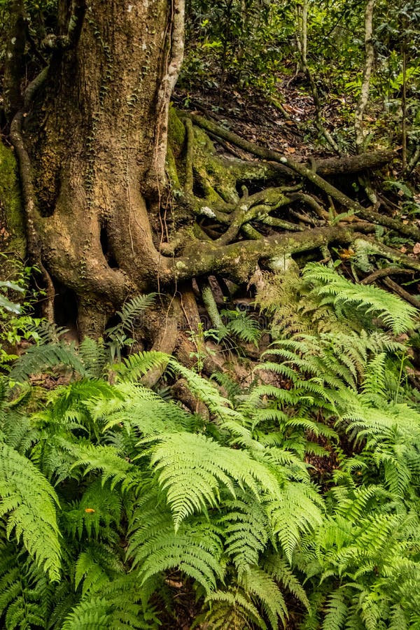Entangled Intertwined Tree Roots in United State Parks Stock Photo ...