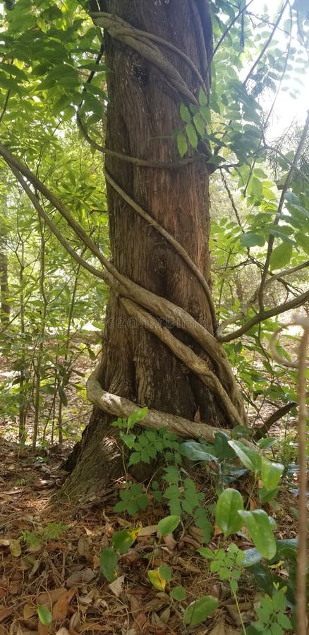 Entangled stock photo. Image of trees, entangled, knots - 148123804