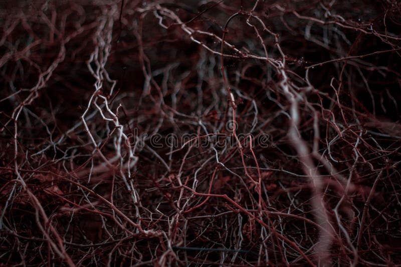 Entangled Roots: the Chaos Beneath Stock Photo - Image of decay, deep ...