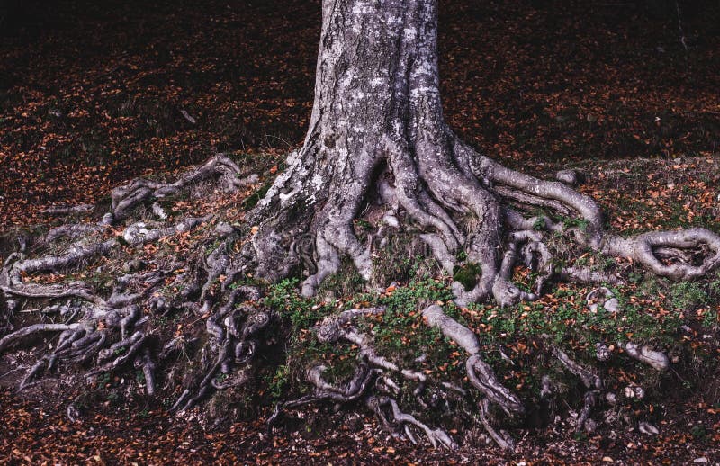 Beautiful entangled tree stock photo. Image of forest - 19147016