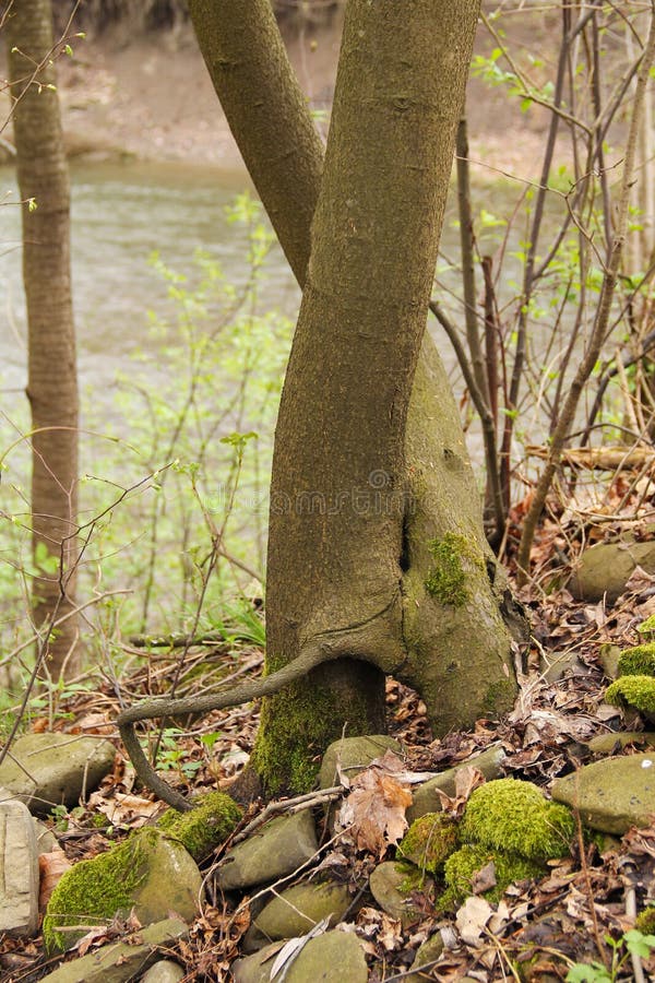 Entangled trees stock image. Image of nature, embroiled - 70089623