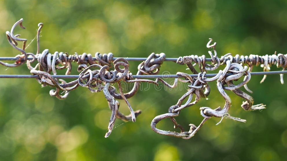 Entangled wire stock image. Image of barbed, grapevine - 25040653