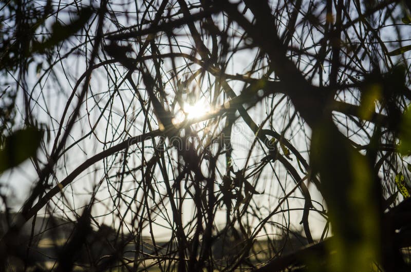 Entanglement stock photo. Image of hope, barely, thorny - 84822750