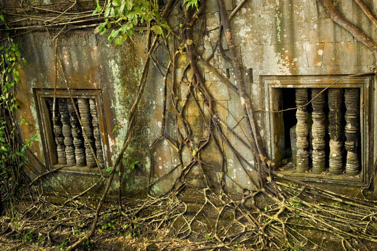 Entangling Roots stock photo. Image of buddhist, roots - 18748898