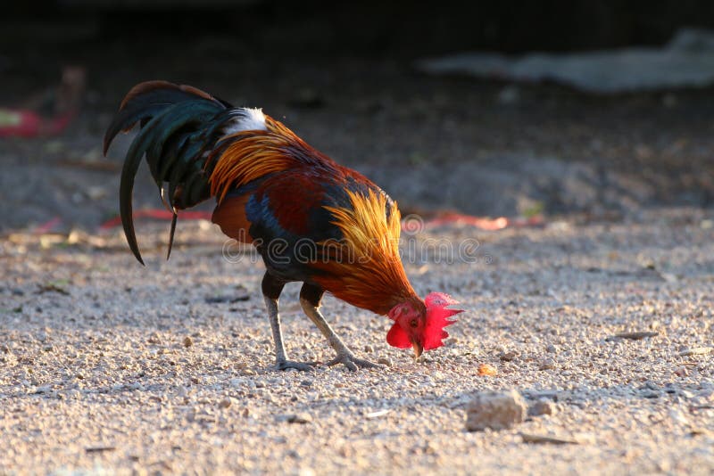 Coq De Combat De La Campagne Image stock - Image du clavette, poulet ...