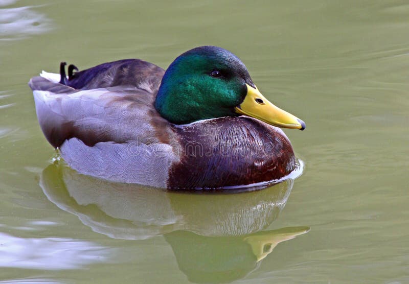 Ente stockbild. Bild von wildnis, ente, mann, porträt - 11701189