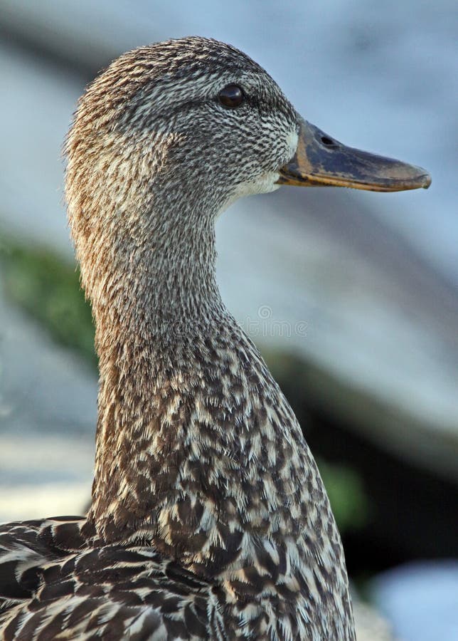Ente stockfoto. Bild von paddel, menge, braun, gejagt - 27689226