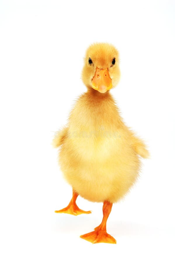 Gelbe Ente Auf Einem Weißen Hintergrund Stockbild - Bild von flaumig ...