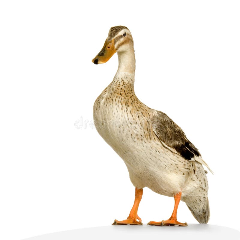 Ente stockfoto. Bild von tier, enten, familie, vogel - 15106064