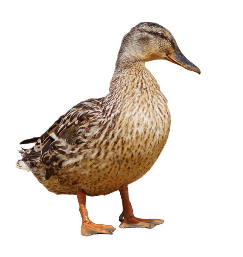 Ente stockfoto. Bild von tiere, wildnis, nave, ente, braun - 27643710