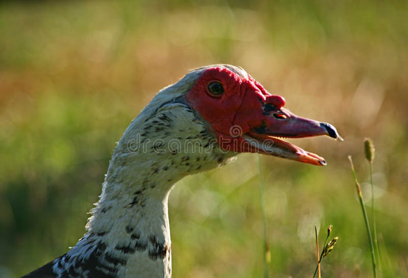 Ente stockfoto. Bild von lettland, notwendigkeiten, tier - 49222116