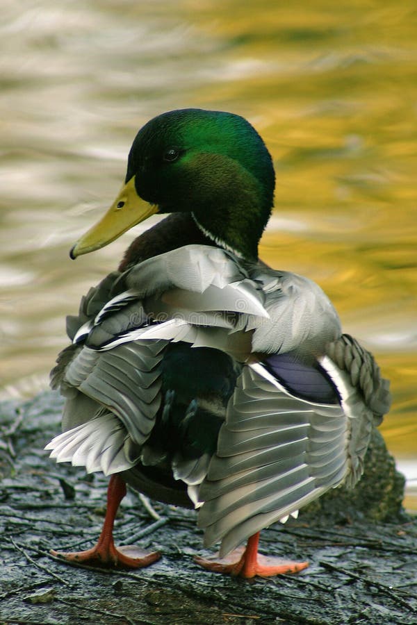 Ente stockbild. Bild von grau, ente, schlamm, jagd, stockente - 4977881