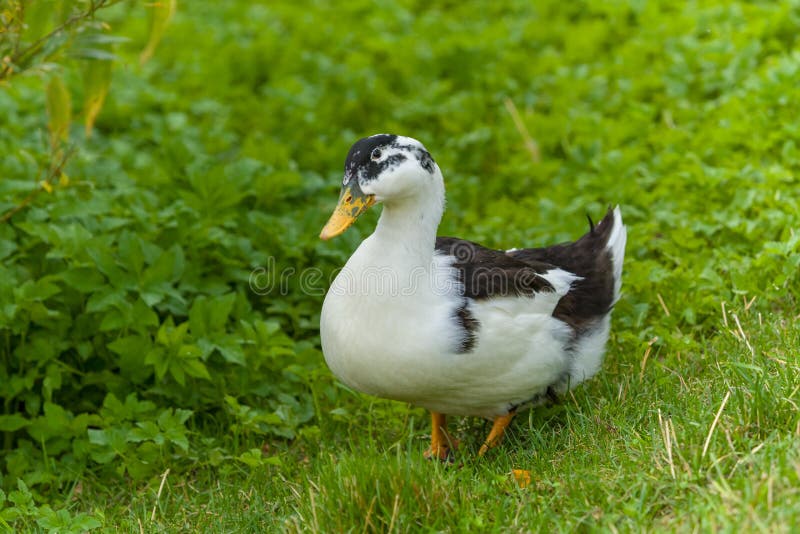 Ente stockfoto. Bild von asien, tier, lügen, afrika, lichtung - 51027506