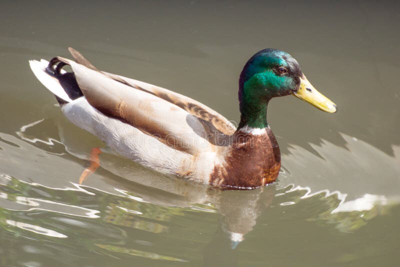 Ente stockfoto. Bild von bauernhof, vogel, wasser, enterich - 51693914