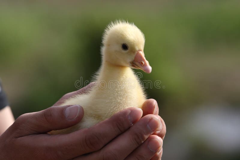 Ente stockfoto. Bild von freundschaft, pelz, vernetzung - 5290026