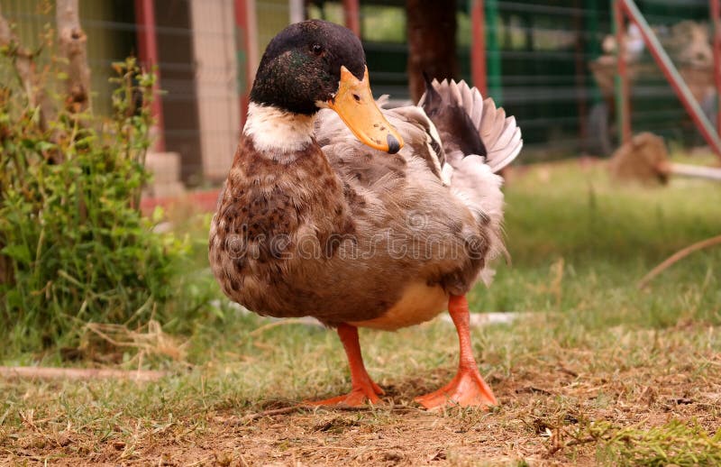 Ente stockbild. Bild von grün, stockente, enterich, tier - 55786851