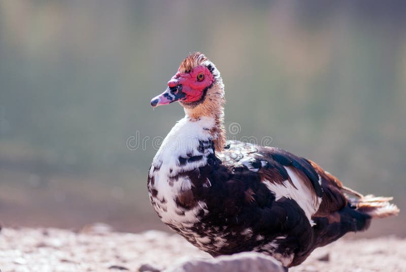 Ente stockbild. Bild von schu, enten, ente, federn, kanarienvogel ...