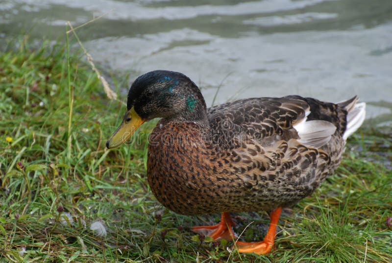 Ente stockbild. Bild von postkarte, schönheit, tier, ente - 83277217