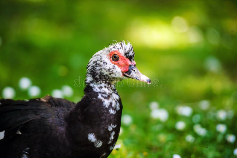 Grüner Und Weißer Kopf Der Inländischen Ente Stockbild - Bild von feder ...