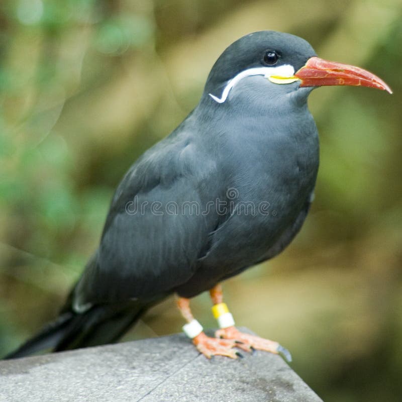 Ente Completo Della Sterna Del Inca Immagine Stock - Immagine di corpo ...