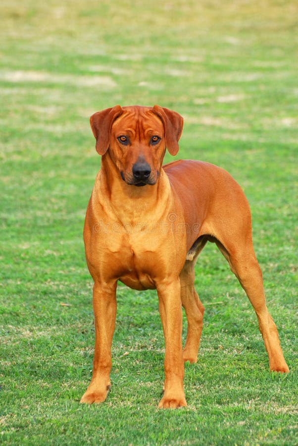 Ente Completo Di Rhodesian Ridgeback Del Cane Fotografia Stock ...