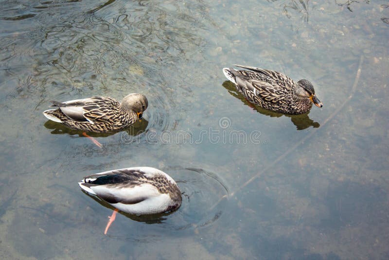 Ente in Drei Schritten Der Lage Stockfoto - Bild von nett, vogel: 83725380
