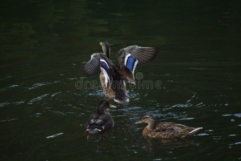 Ente stock photo. Image of lago, pico, aleteando, wings - 98073624