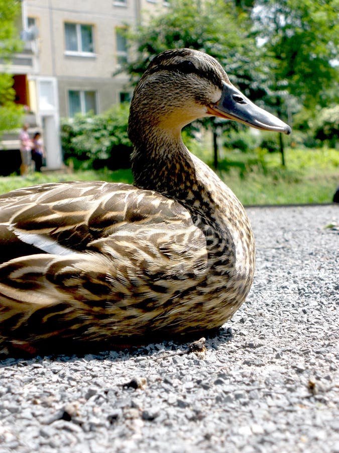 Ente I stockbild. Bild von grün, flügel, kies, baum, vogel - 50002621