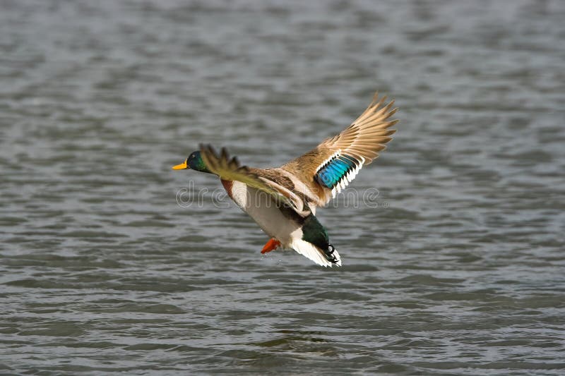 Ente im Flug stockfoto. Bild von flugwesen, sumpfgebiet - 32304124