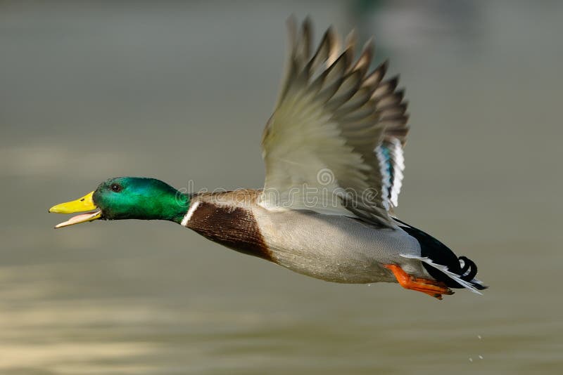 Zwei Wildenten stockbild. Bild von frau, gruppe, wild - 64041805