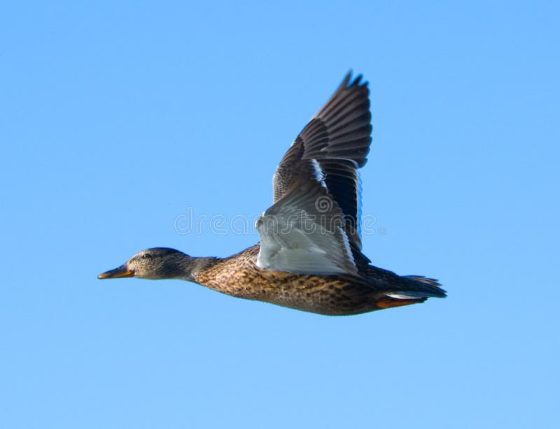Ente im Flug stockfoto. Bild von stockente, vogel, flug - 3315780