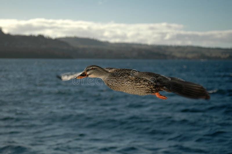 Ente im Flug 4 stockbild. Bild von flug, flugwesen, marinesoldat - 862003