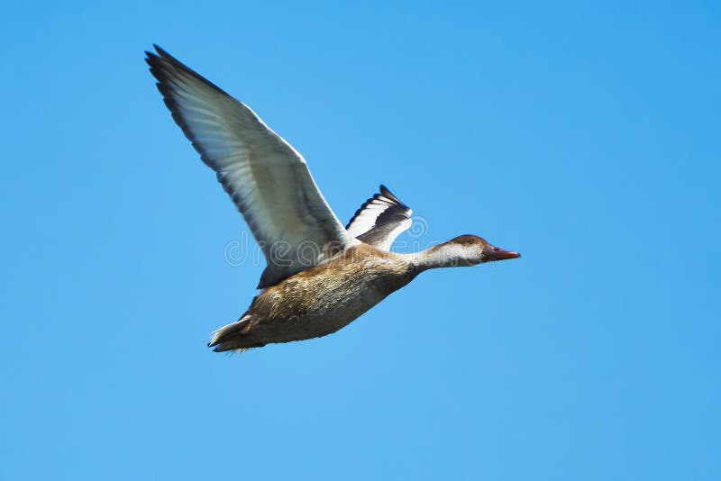 Ente im Flug stockfoto. Bild von vogel, vögel, weiß, bunt - 13187186
