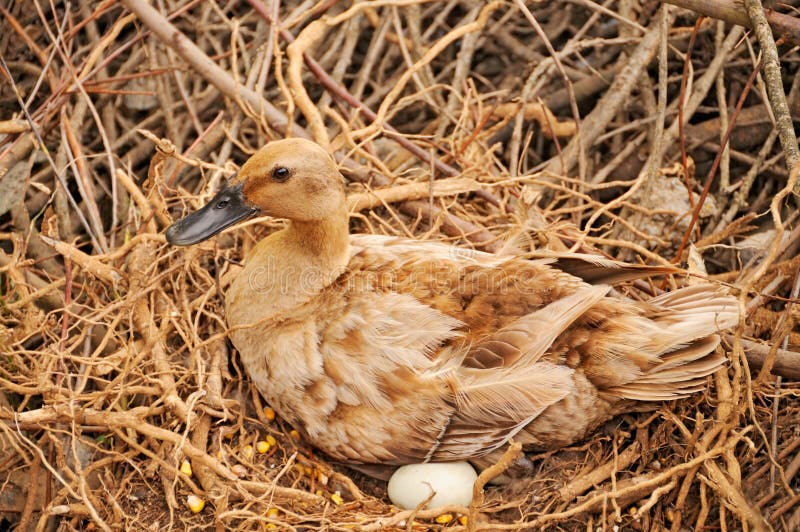 Hölzerner Kasten Des Entennestes Auf Dem Teich Stockfoto - Bild von ...
