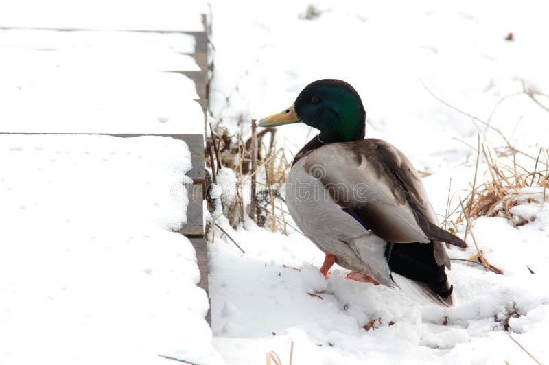 Ente im Schnee stockfoto. Bild von eisig, stockente, glas - 48501364