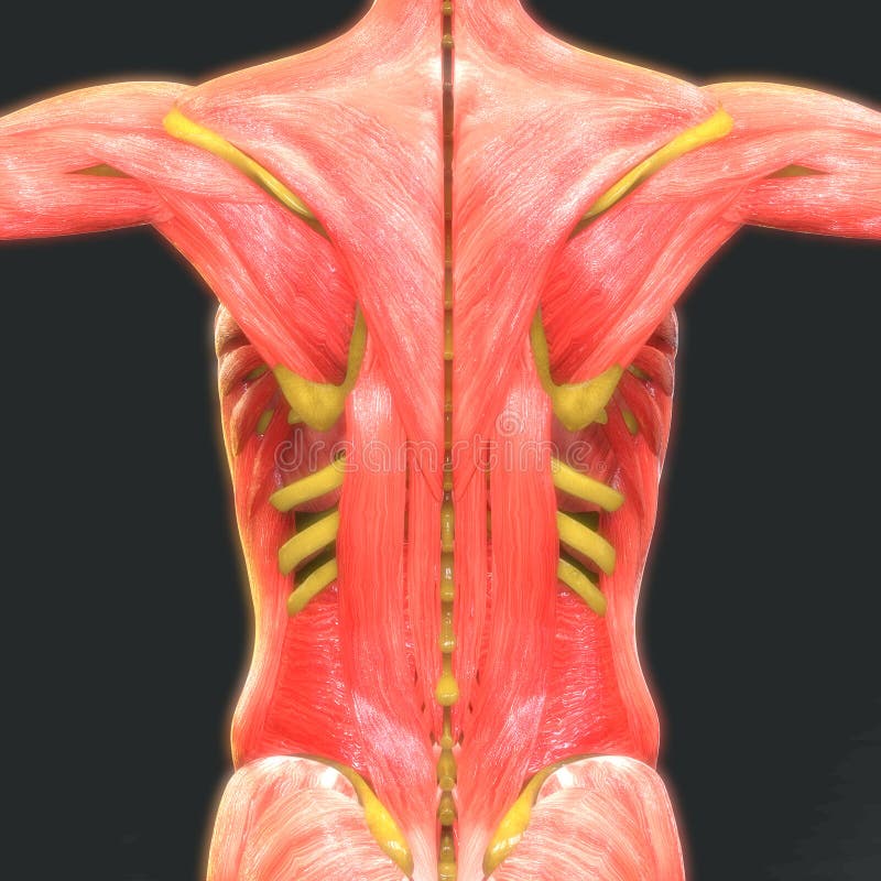 Ente Umano Del Muscolo Con Anatomia Di Scheletro Illustrazione di Stock ...